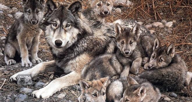 The 10 Best Animal Dads
