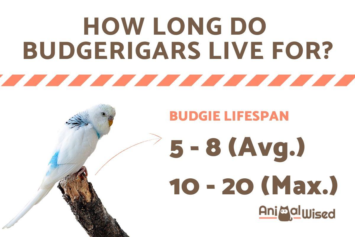 How Long Do Budgerigars Live For? - Average Lifespan for Wild and Pet ...