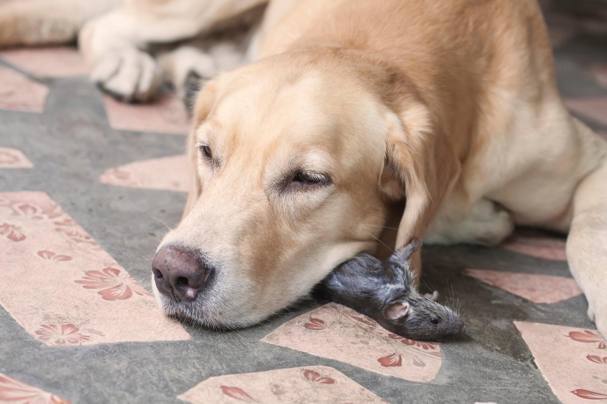 My Dog Killed a Rat - Should I Be Worried? - Diseases From Rats to Dogs