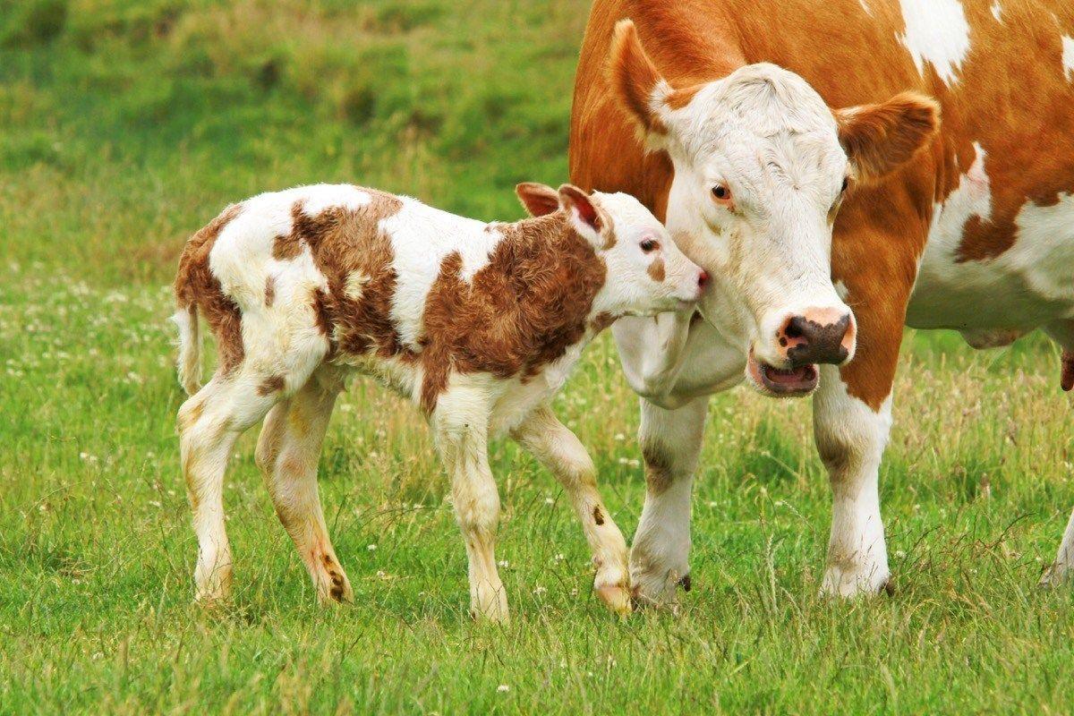 Brucellosis in Cattle - Bovine Brucellosis - Causes, Symptoms and Treatment
