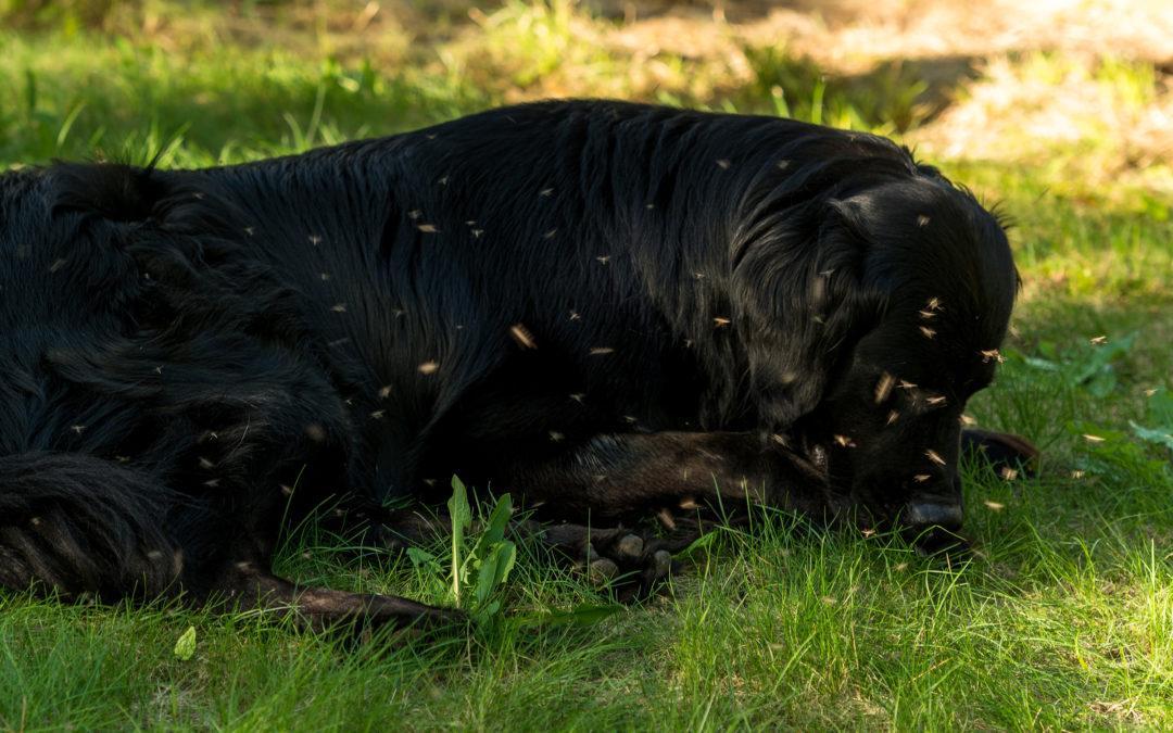 Natural Mosquito Repellent For Dogs - Homemade - Keep Mosquitoes Away!