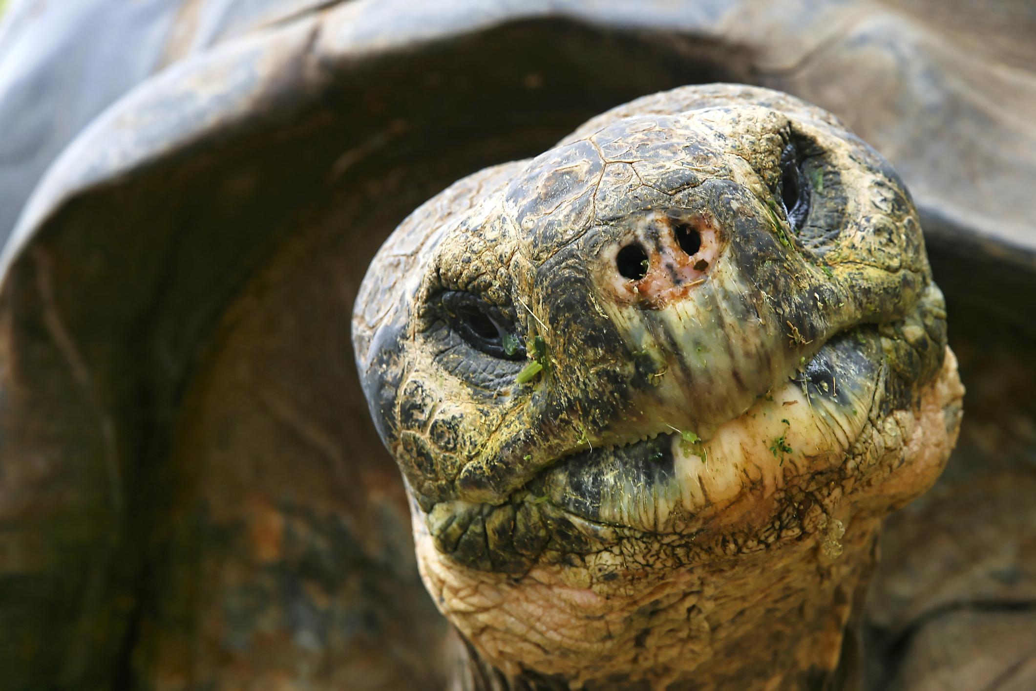 How Long Do Turtles Live? - Tortoises, Terrapins and Pet Turtles