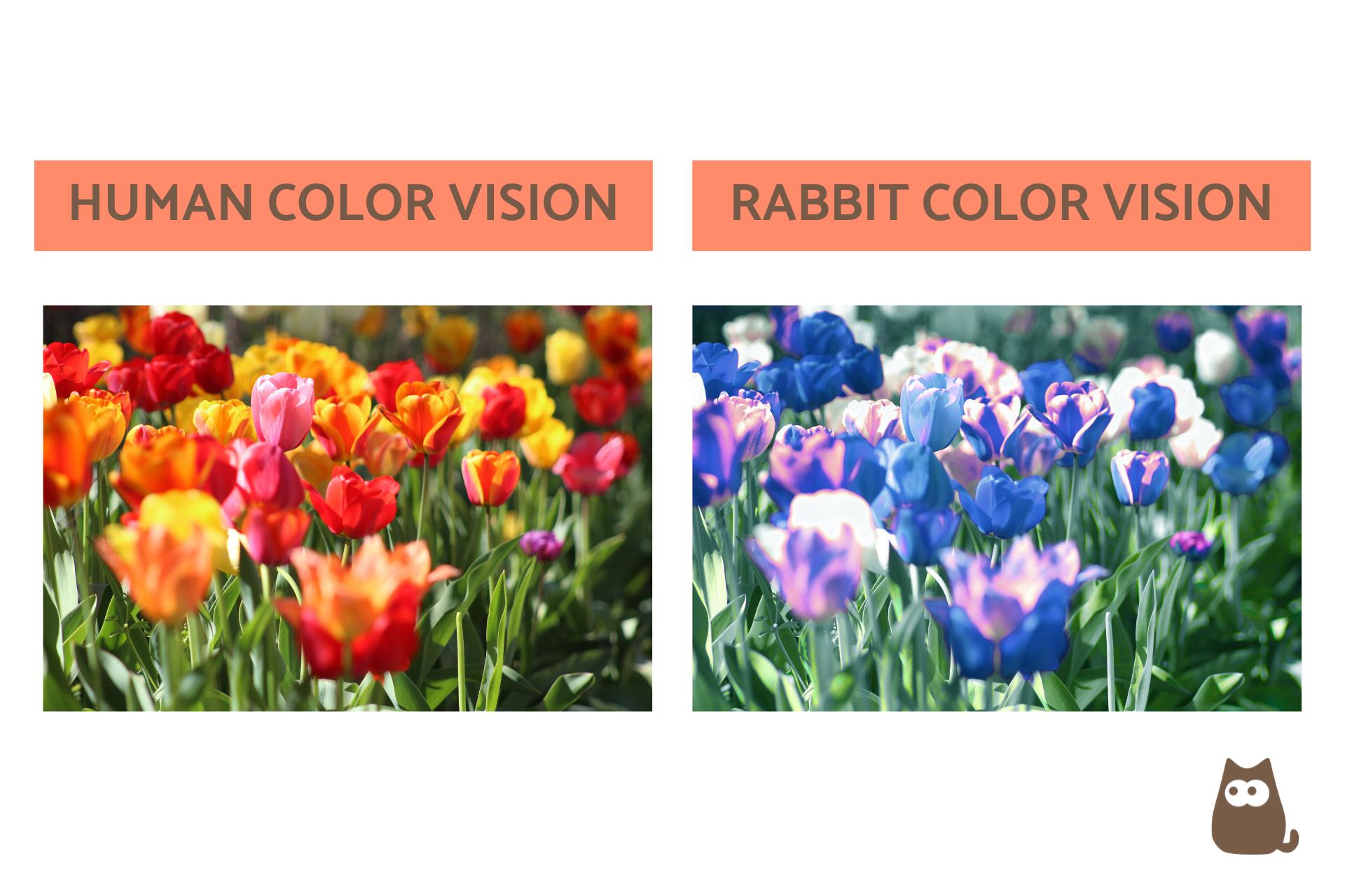 What Colors Do Rabbits See? - Rabbit Vision vs. Human Vision