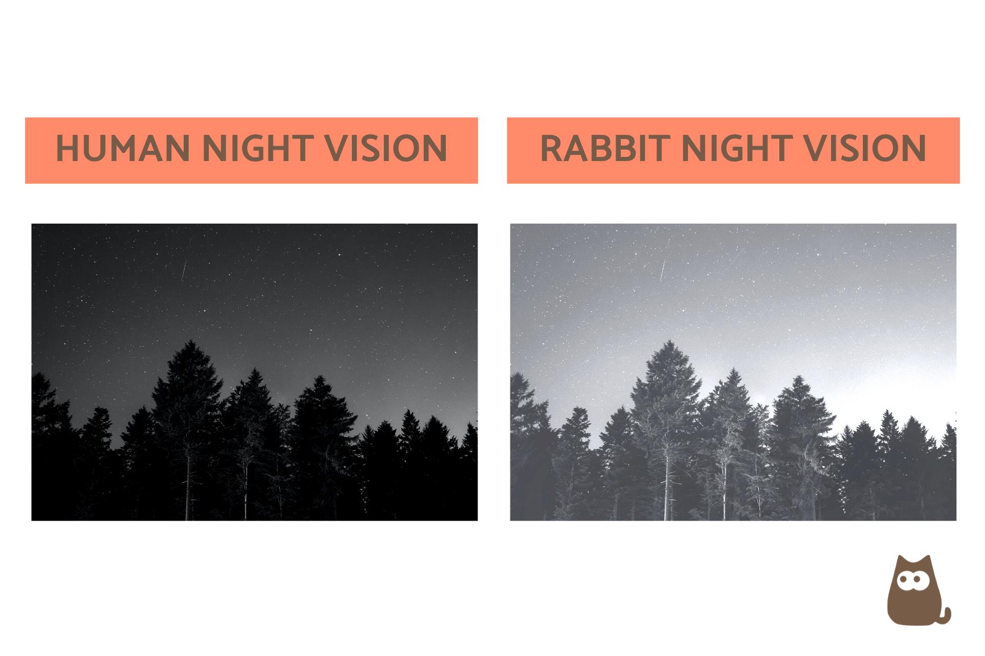 What Colors Do Rabbits See? - Rabbit Vision vs. Human Vision