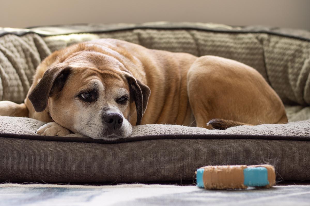 Should a Dog With Dementia Be Euthanized? - What to Consider