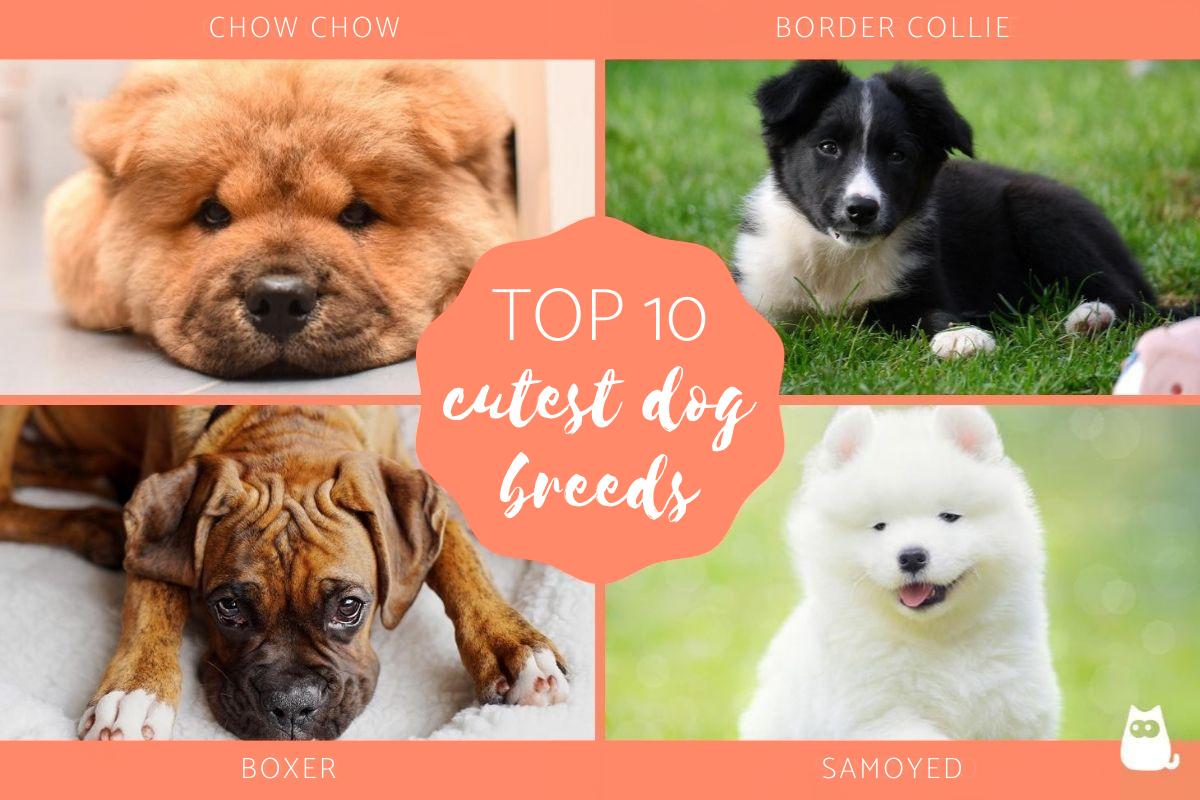 Top 10 Cutest Dog Breeds in the World - Cutest Dogs to Have as a Pet!