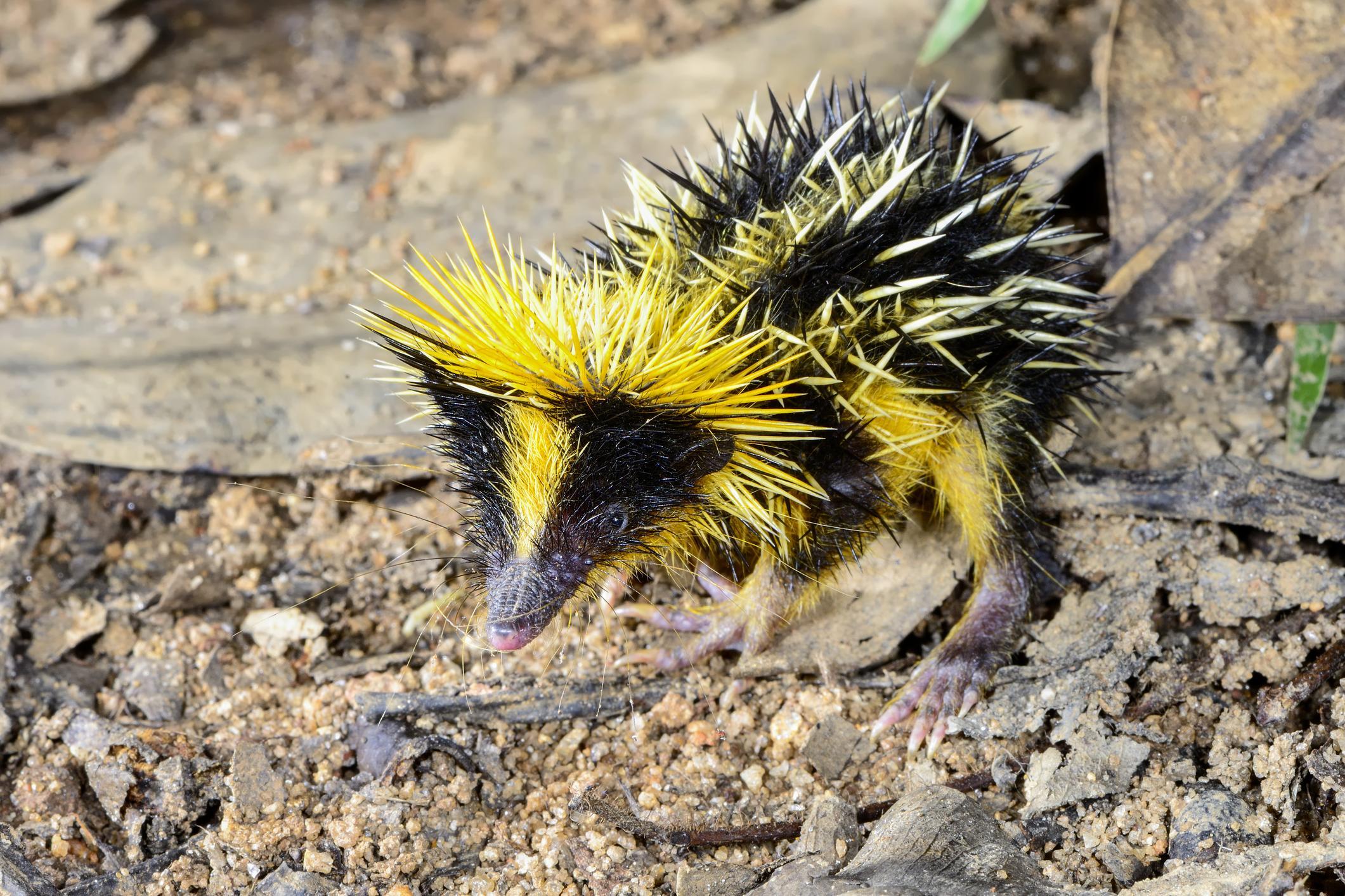 Tenrec Animal Characteristics, Habitat and Care With Photos