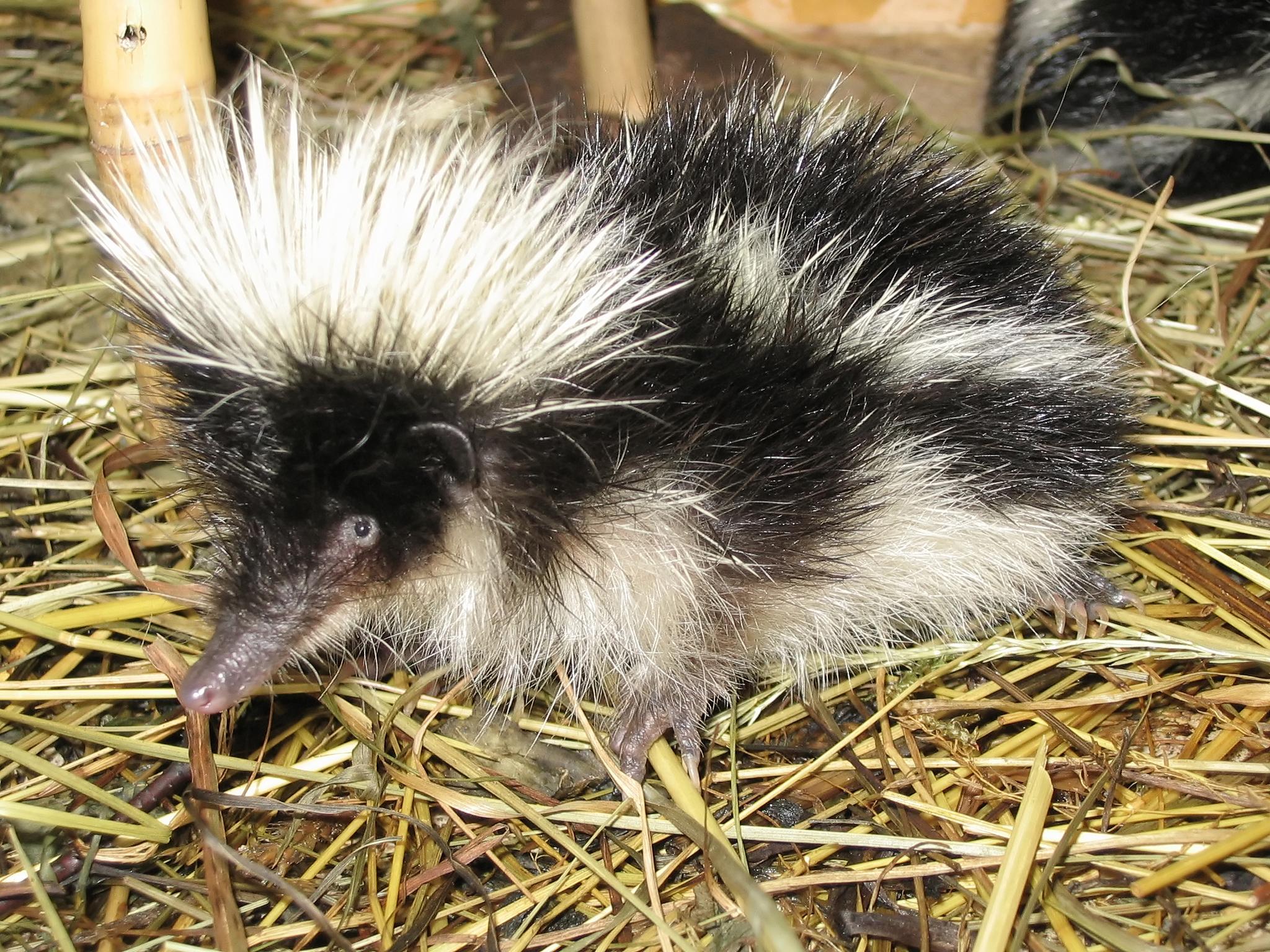 Tenrec Animal Characteristics, Habitat and Care With Photos