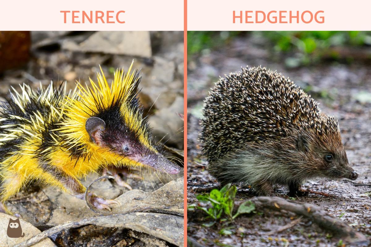 Tenrec Animal Characteristics, Habitat and Care With Photos