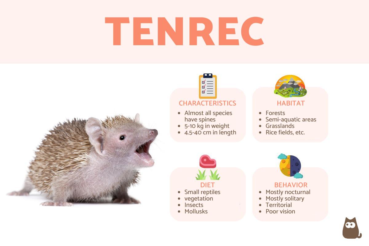 Tenrec Animal Characteristics, Habitat and Care With Photos