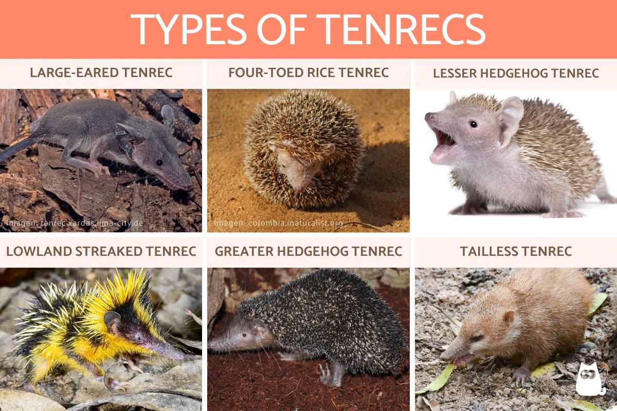 Tenrec Animal Characteristics, Habitat and Care With Photos