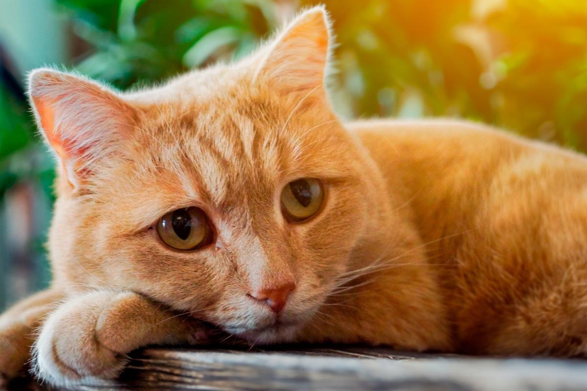 Where Can I Surrender My Cat? - Rehoming a Cat