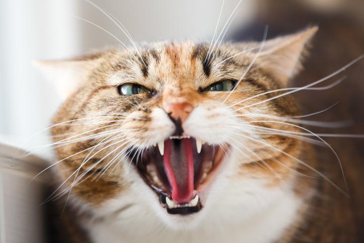How Long Will a Cat Live with Rabies?
