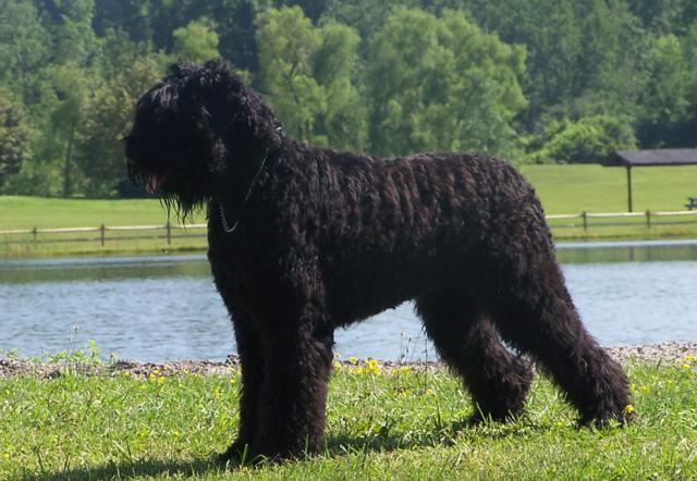 10+ Types of Russian Dog Breeds - Large and Small Russian Dogs With Photos