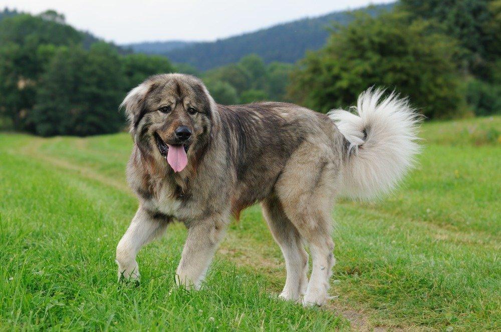 10+ Types of Russian Dog Breeds - Large and Small Russian Dogs With Photos