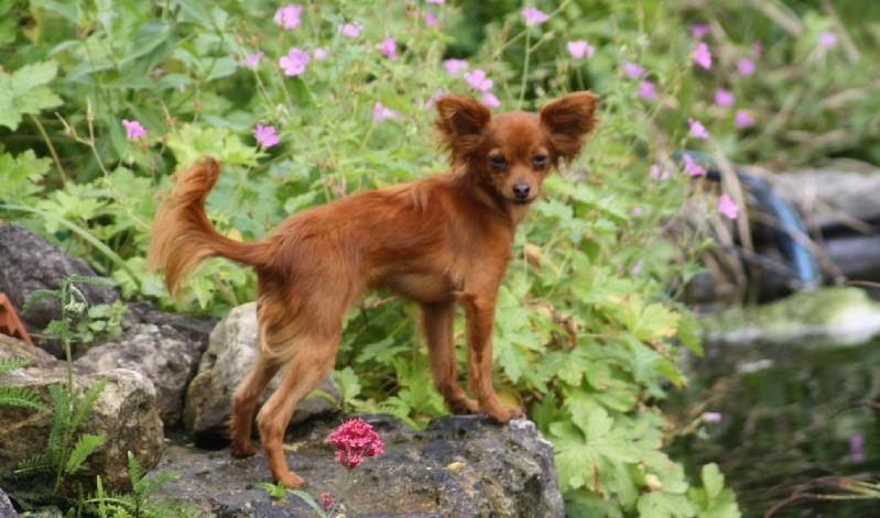 10+ Types of Russian Dog Breeds - Large and Small Russian Dogs With Photos