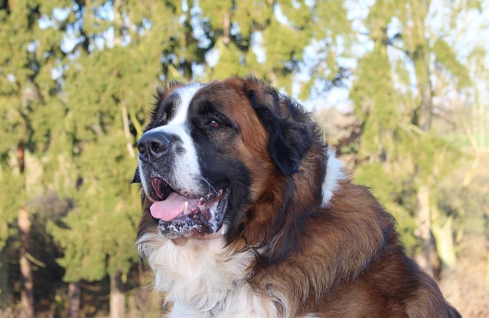 10+ Types of Russian Dog Breeds - Large and Small Russian Dogs With Photos