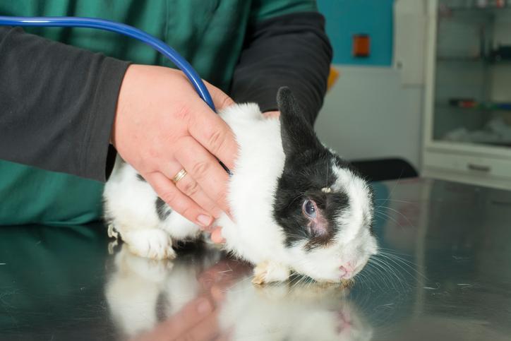Rabbit Dewormer Types and Dosage - Internal and External Rabbit Deworming