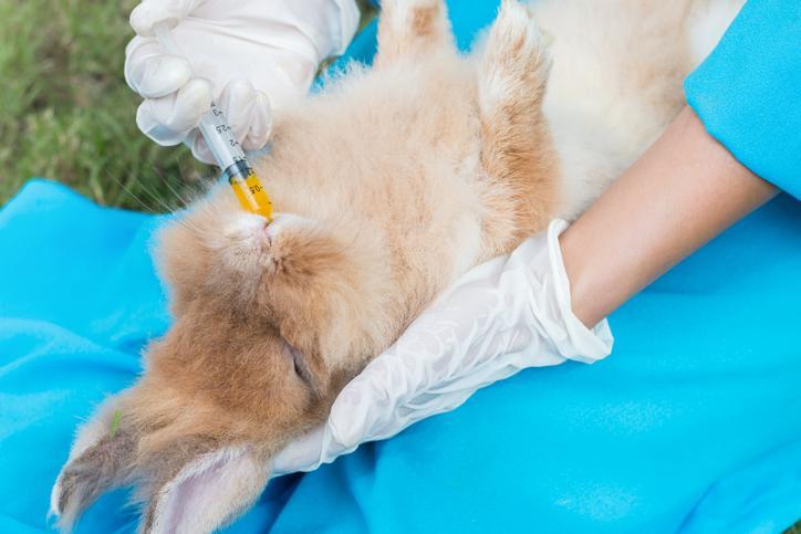 Rabbit Dewormer Types and Dosage - Internal and External Rabbit Deworming