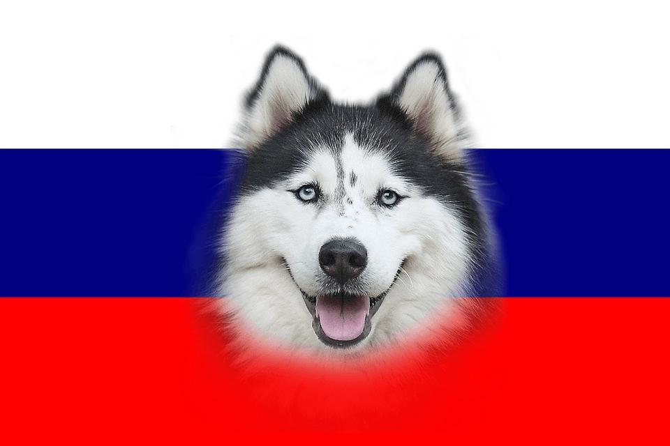 10+ Types of Russian Dog Breeds - Large and Small Russian Dogs With Photos