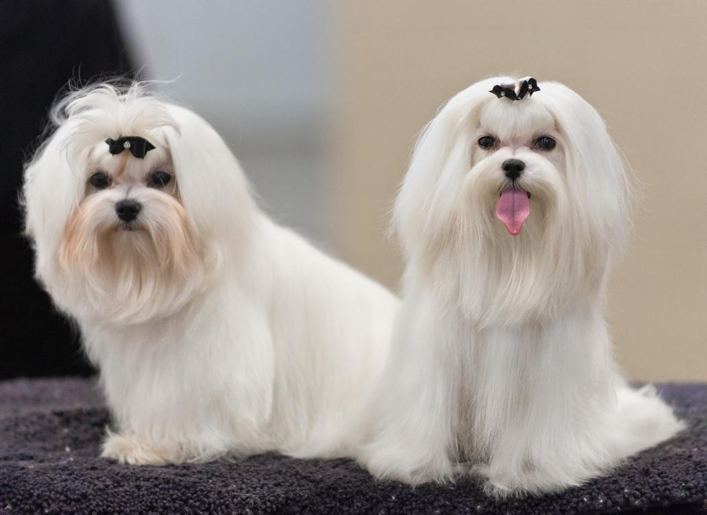 13 Small Dog Breeds List - With Pictures