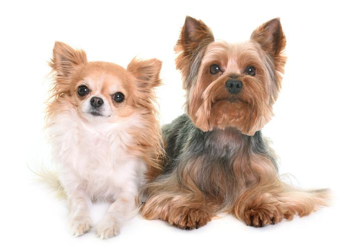13 Small Dog Breeds List - With Pictures