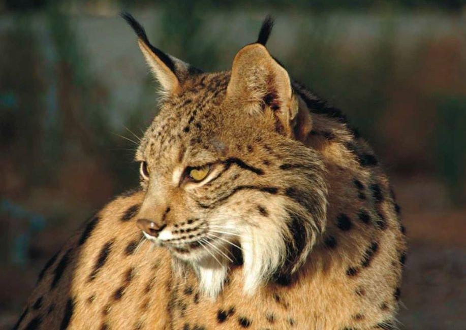 Why Is the Iberian Lynx in Danger of Extinction - Causes and Current ...