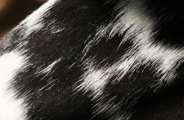 What Causes Dandruff on Dogs? - Dog Dandruff Causes and Treatment