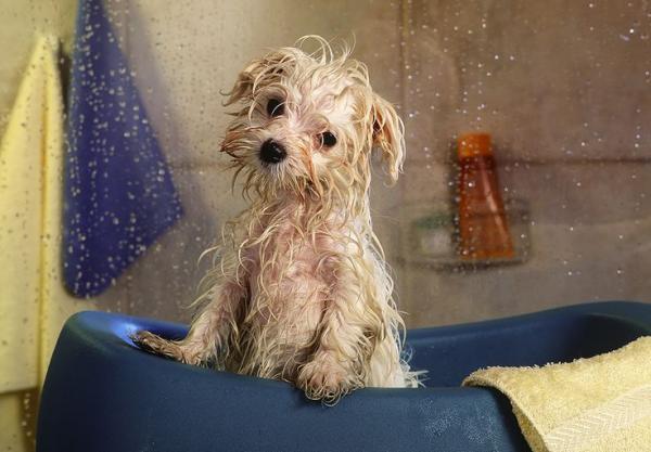 What Causes Dandruff on Dogs? - Dog Dandruff Causes and Treatment