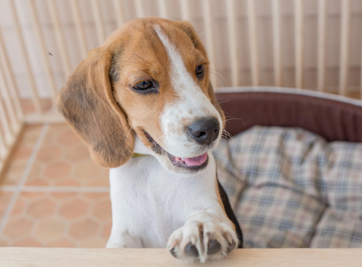 How to Build a Playpen for Dogs? - A Step by Step Guide and Tips to Use ...