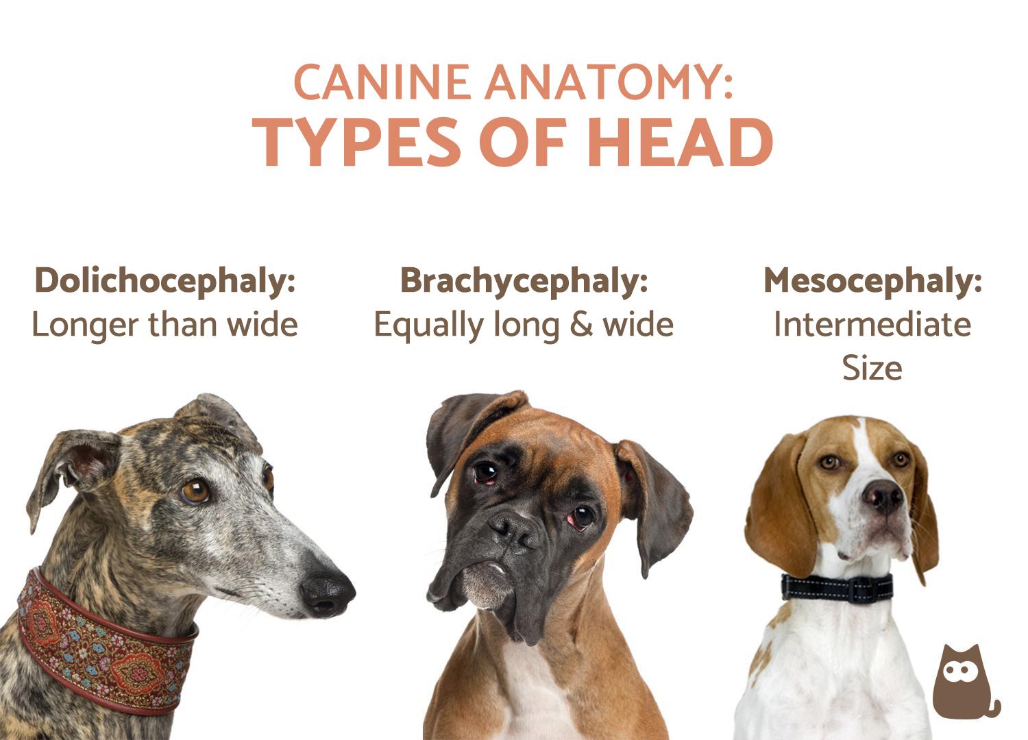 Dog Anatomy Guide - Muscles, Bones and Organs