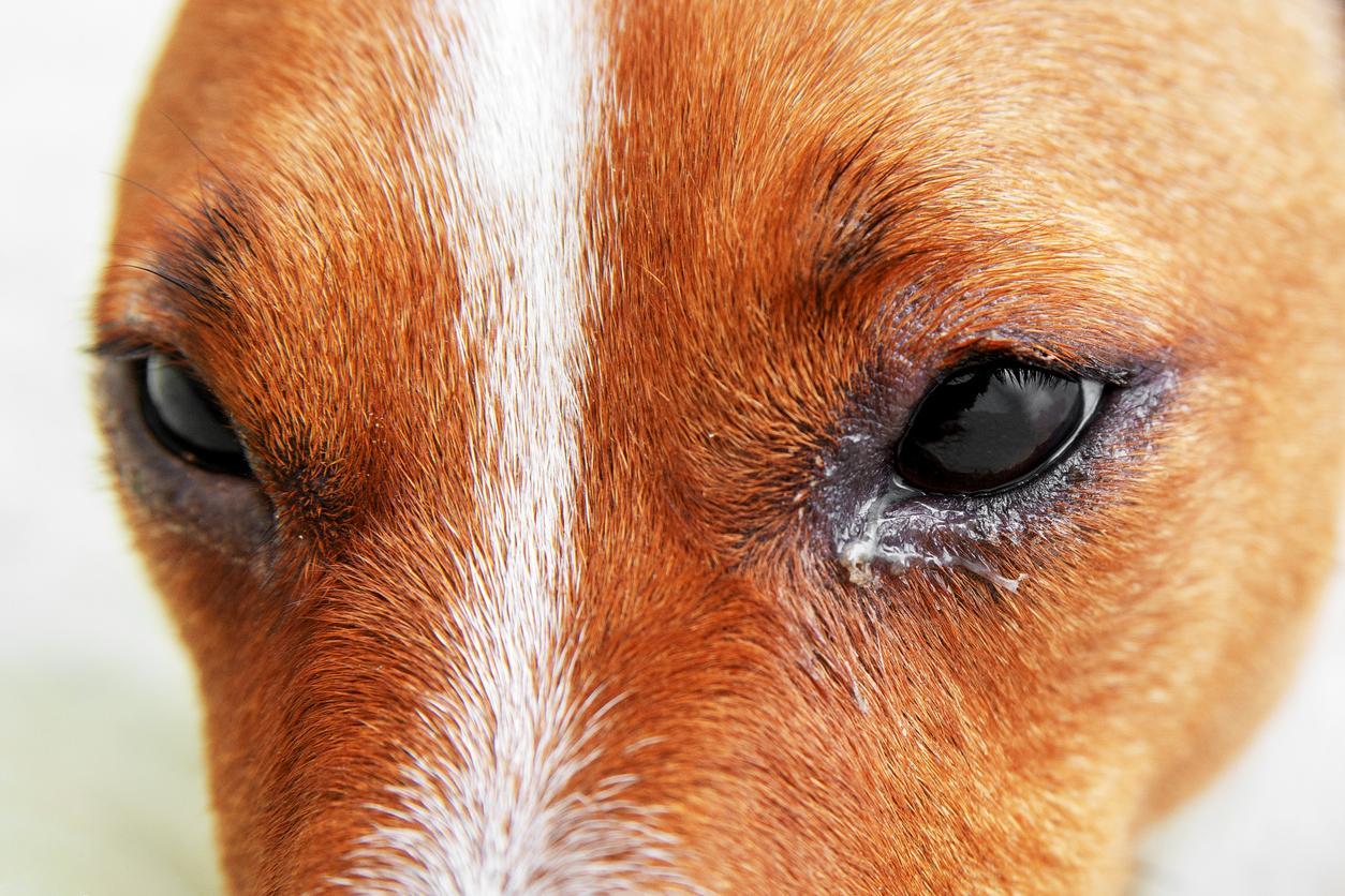 Tobramycin for Dogs - Uses, Dosage and Side Effects of Tobrex