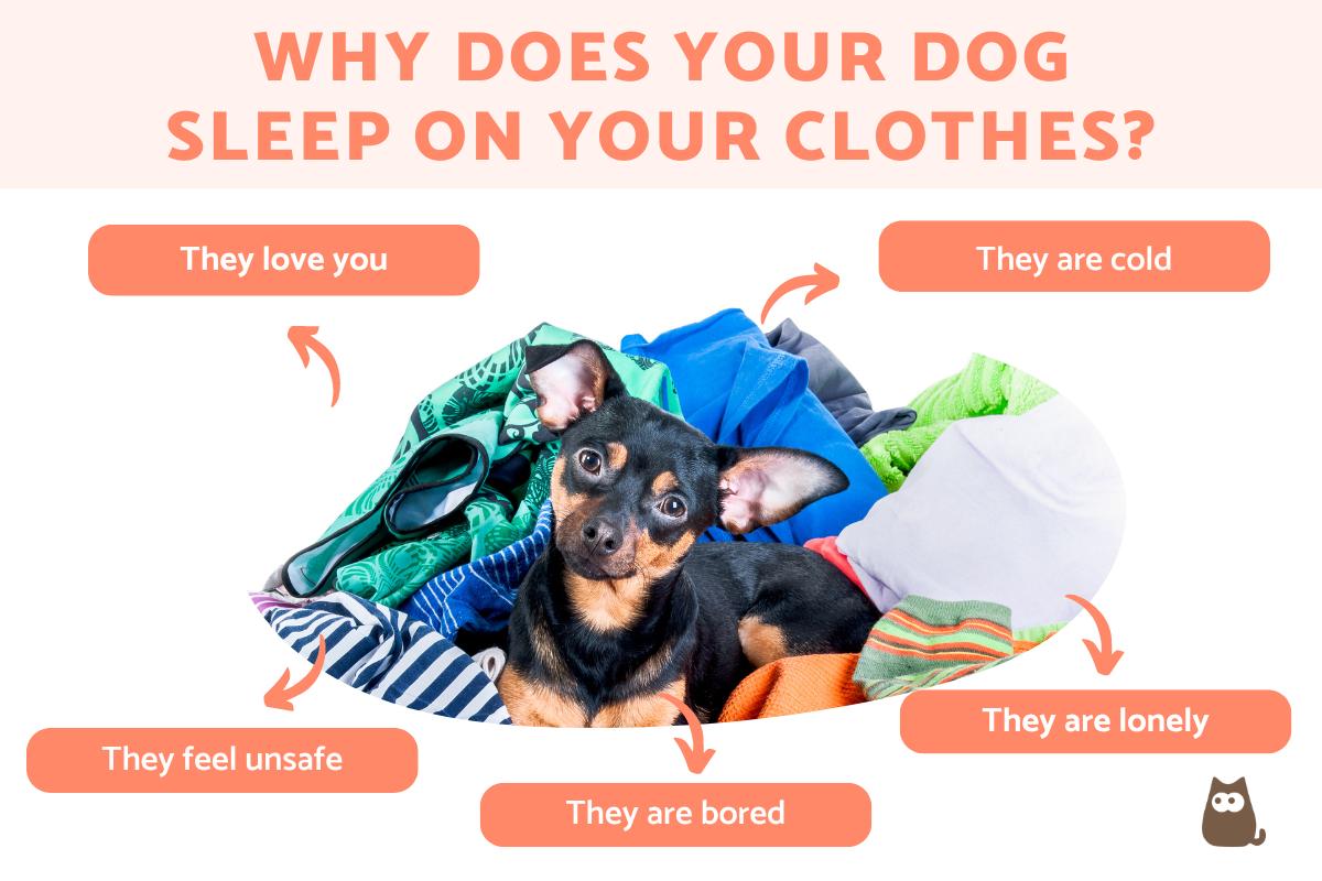 Why Do Dogs Lay on Your Clothes? - Reasons Dogs Sleep on Clothes