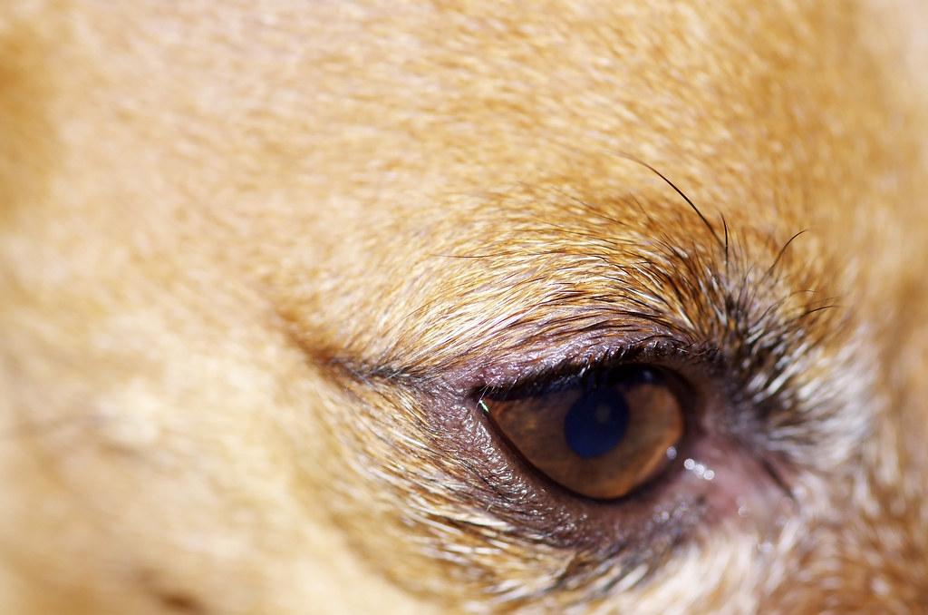 The Most Common Eye Infections in Dogs - Causes, Symptoms and Treatment