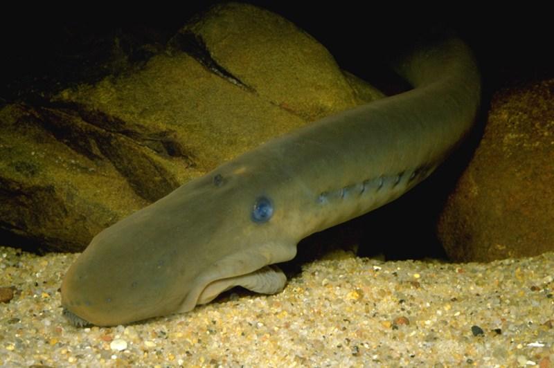 AGNATES or Fish Without Jaw - Characteristics and Examples (With IMAGES)