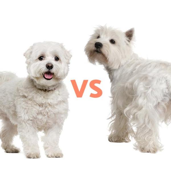 white terrier e maltese