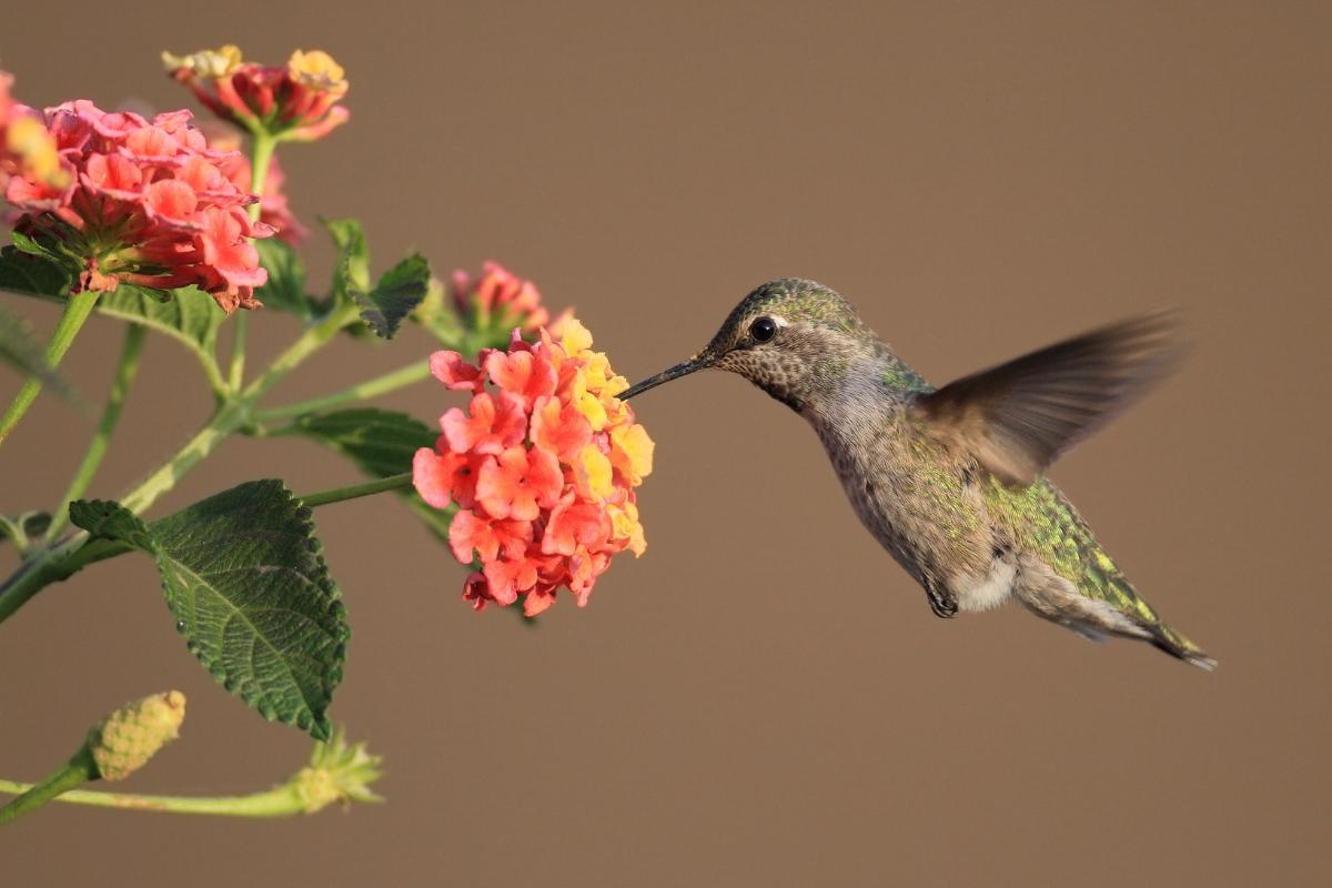 Where Are Hummingbirds Most Common? - Hummingbird Habitat and Migration