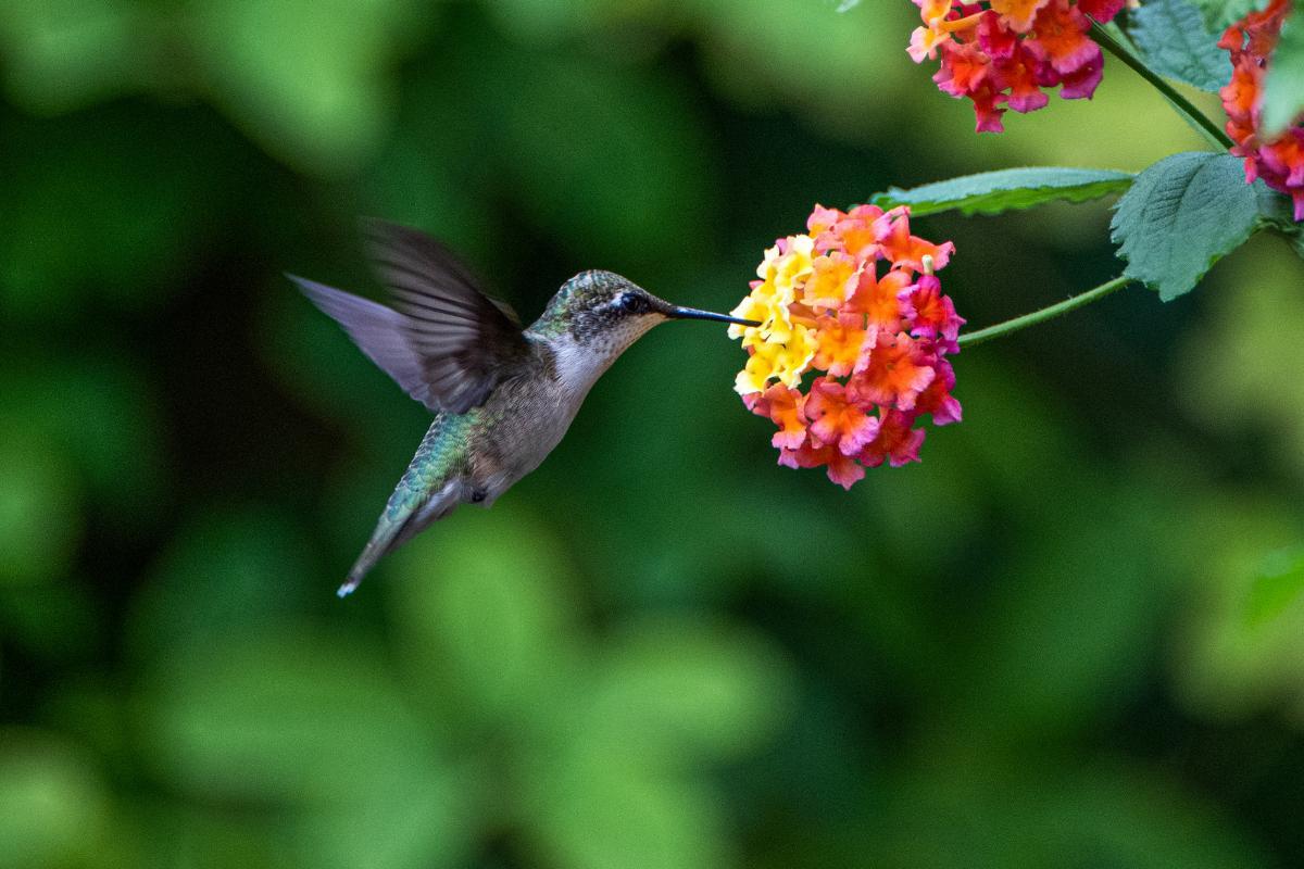 Where Are Hummingbirds Most Common? - Hummingbird Habitat and Migration
