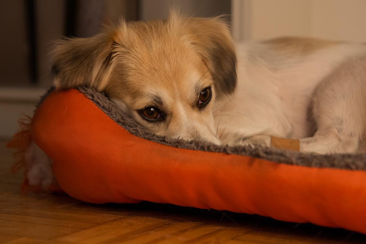 Helping a Traumatized Dog Recover After an Attack