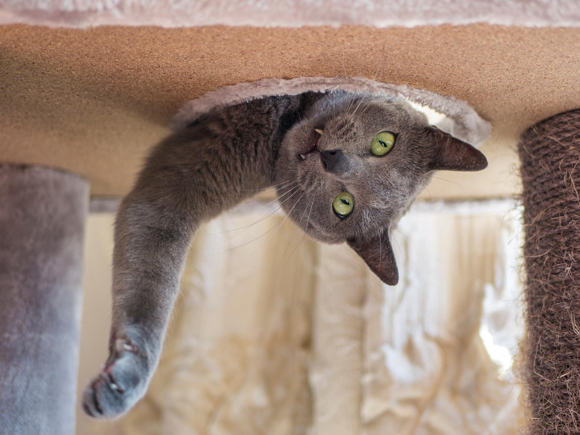 Fun Facts about Cats - 10 Interesting Facts That You Probably Didn’t Know