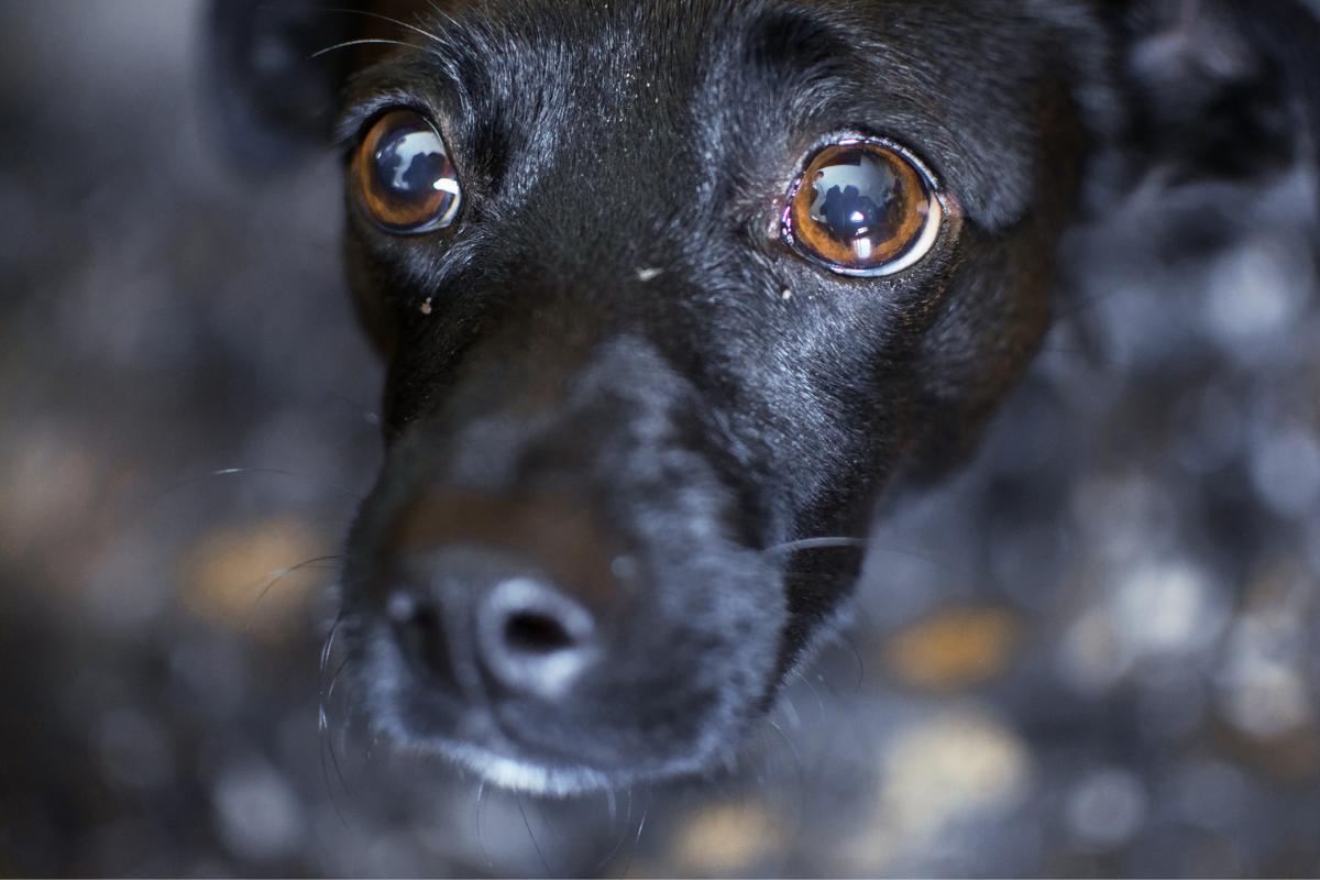 Helping a Traumatized Dog Recover After an Attack