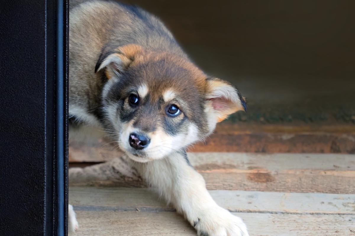 Helping a Traumatized Dog Recover After an Attack