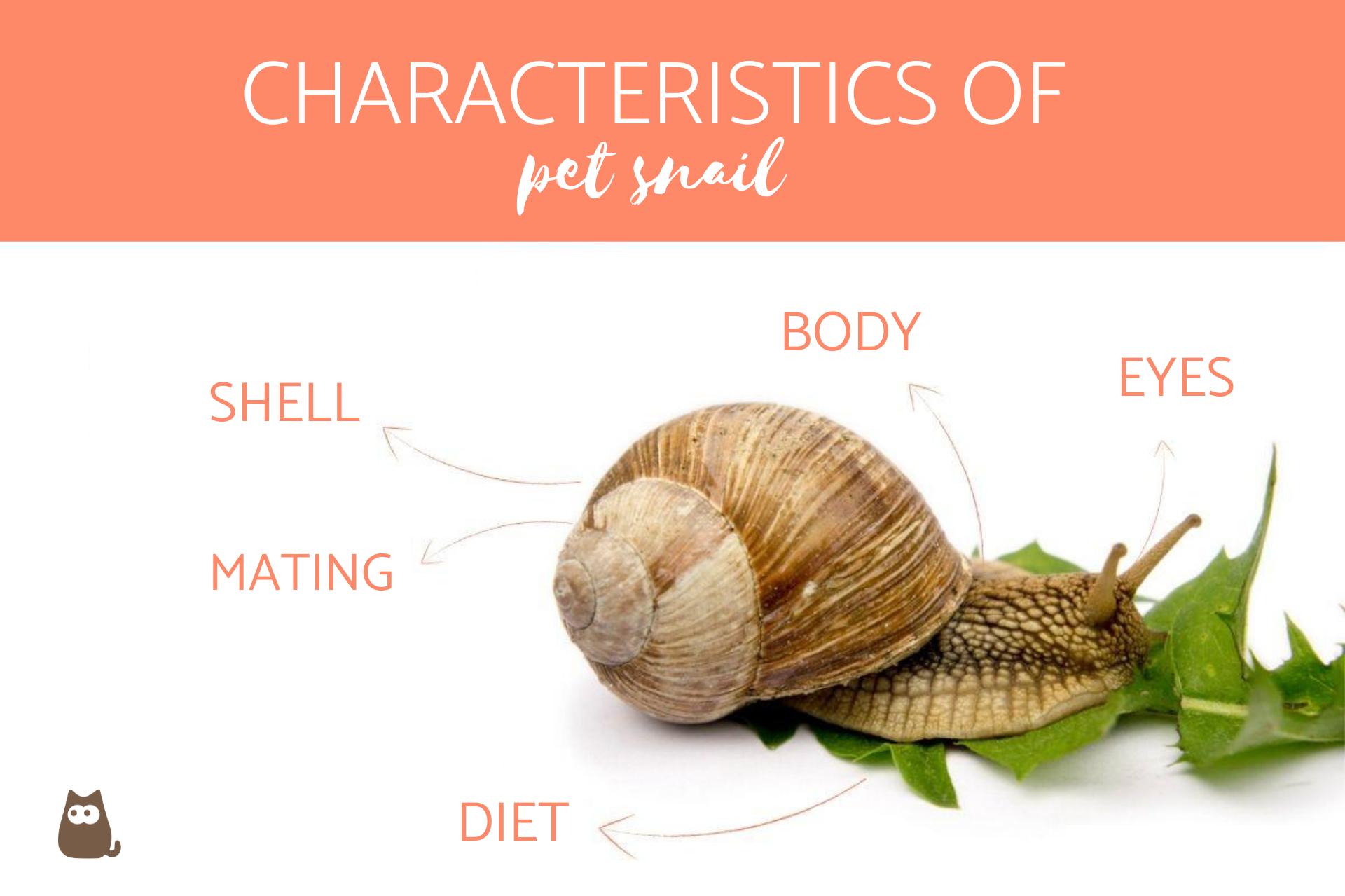 Caring for Snails as Pets Guide - Diet, Habitat and Care