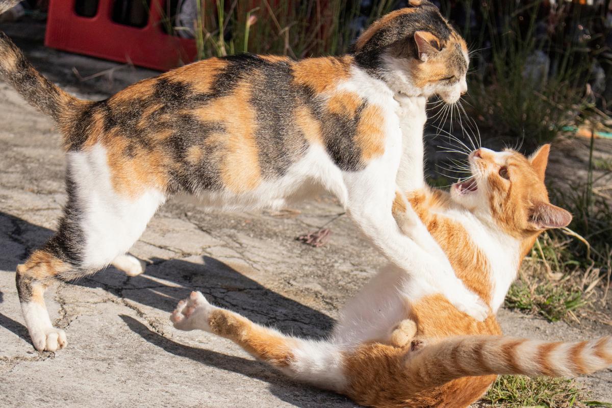 20 Smells That Cats Hate the Most - Scents That Repel Cats