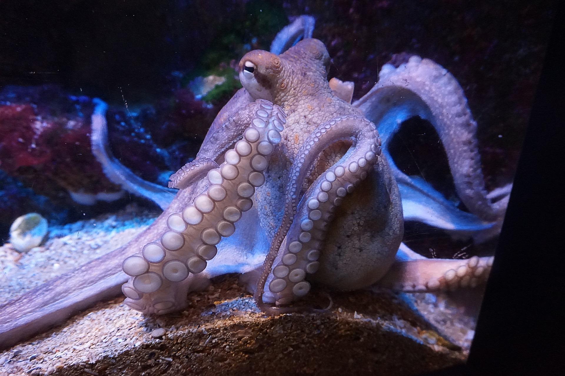 20 Amazing Octopus Facts - Crazy, Weird and True Information