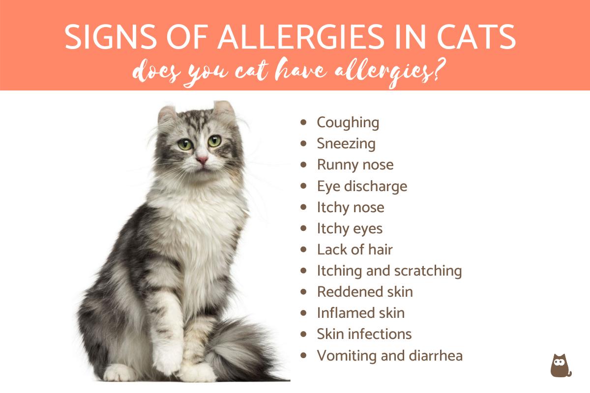 Signs of Allergies in Cats - Does Your Cat Have Allergies?