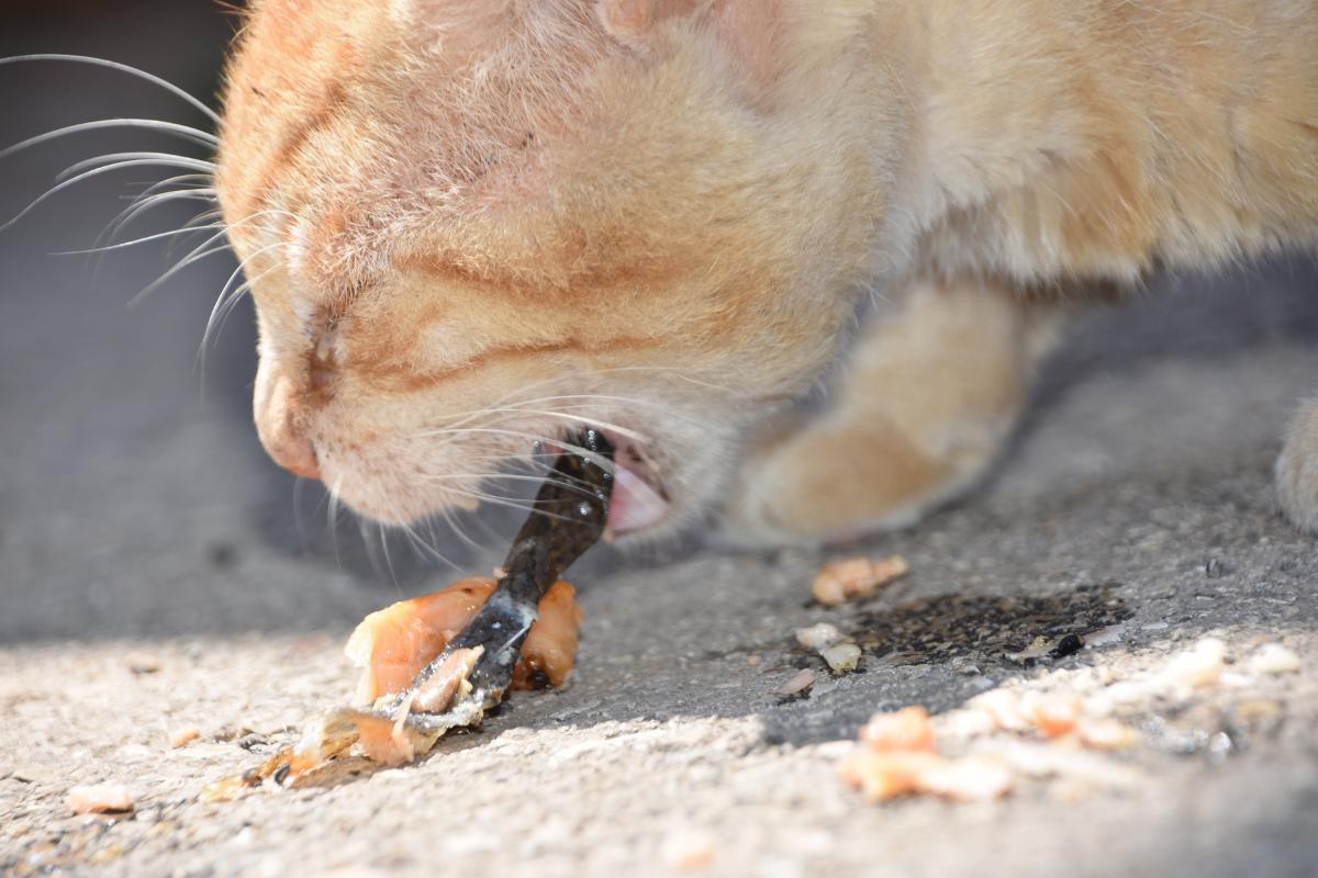 Feline Intestinal Lymphoma - Symptoms and Best Treatment Approaches