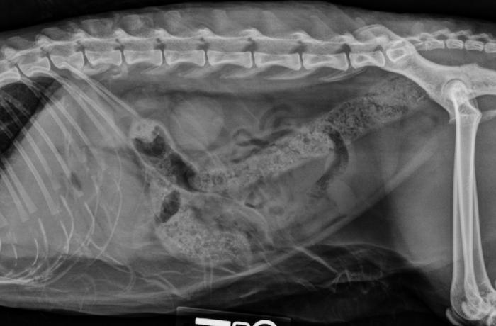 Feline Intestinal Lymphoma - Symptoms and Best Treatment Approaches