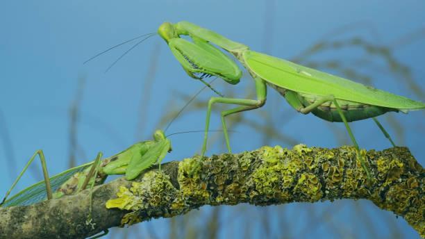 Praying Mantis Reproduction - A Comprehensive Guide