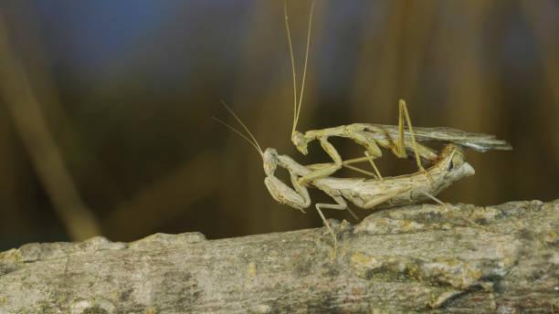 Praying Mantis Reproduction - A Comprehensive Guide
